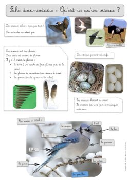 Activités autour des oiseaux – École maternelle Les Tilleuls Veyre Monton